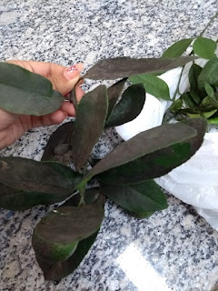 Fumagina na laranjeira (Capnodium sp. ) - Herbário Virtual de ...