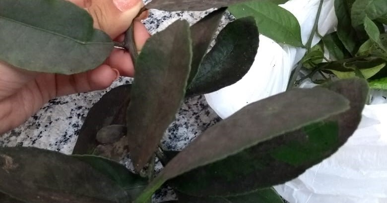 Fumagina na laranjeira (Capnodium sp. ) - Herbário Virtual de ...