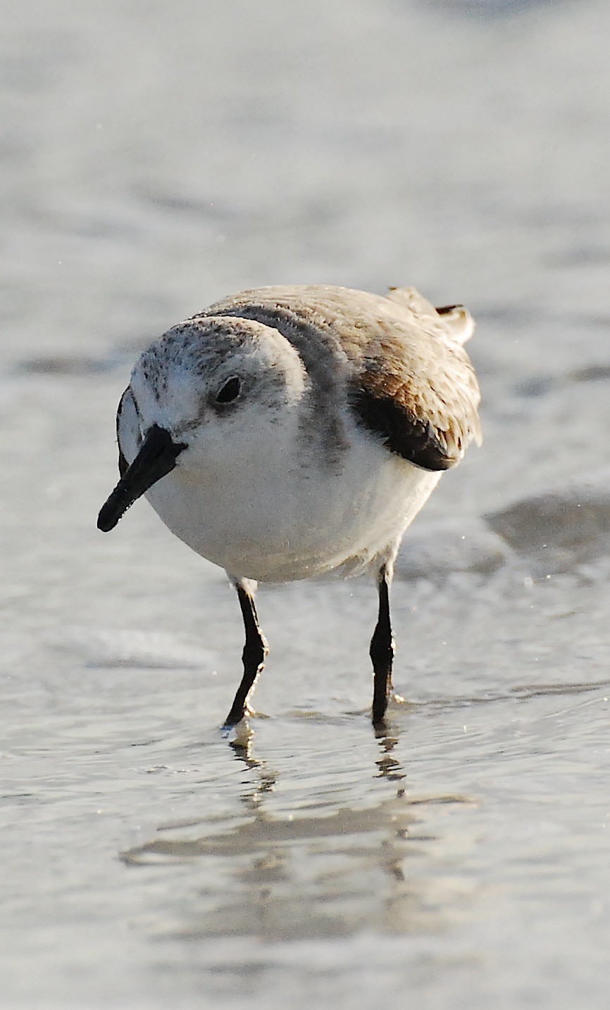 Bosque despierto: Playero blanco