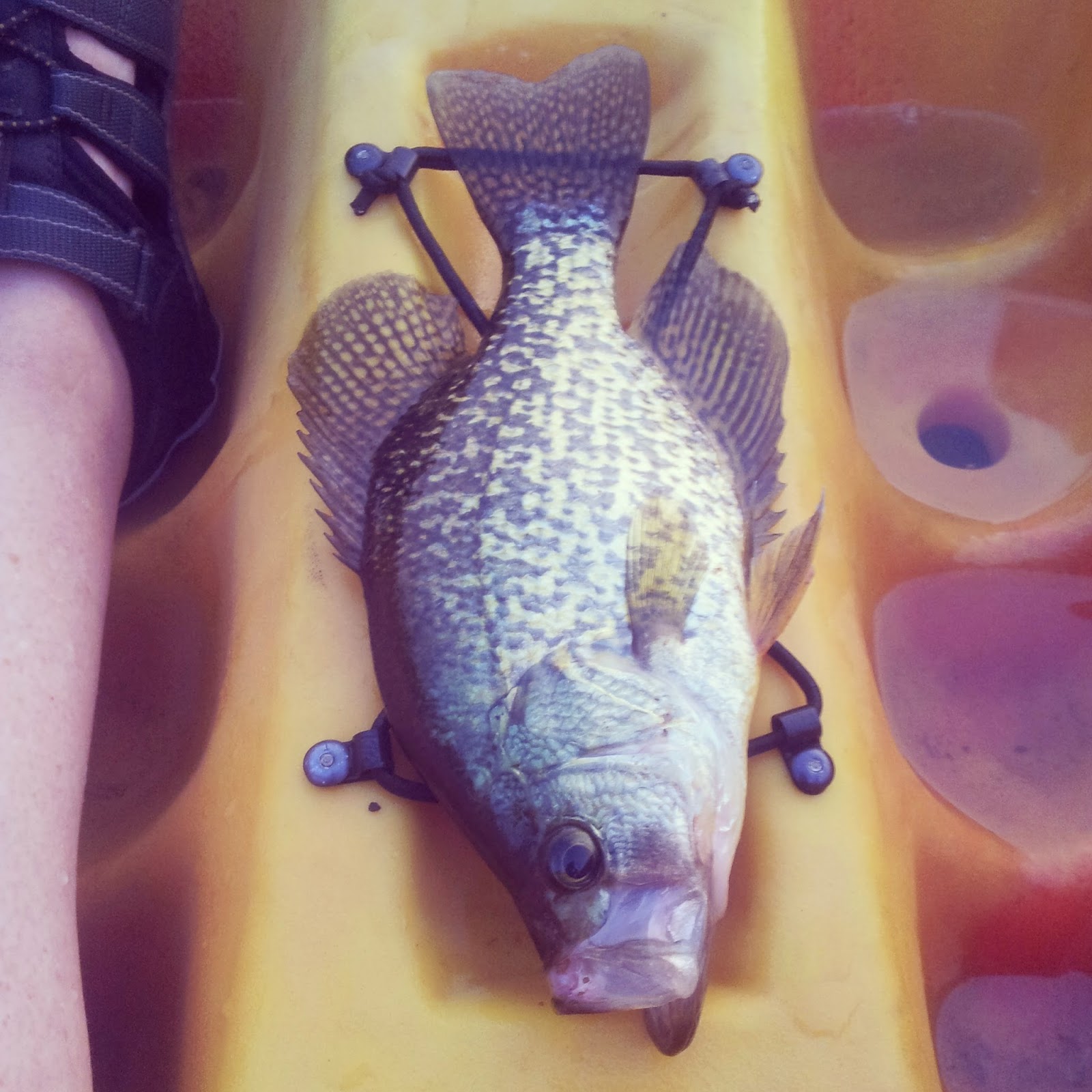 Kayaking the California Delta: Paddling & Kayak Fishing Lake Mildred