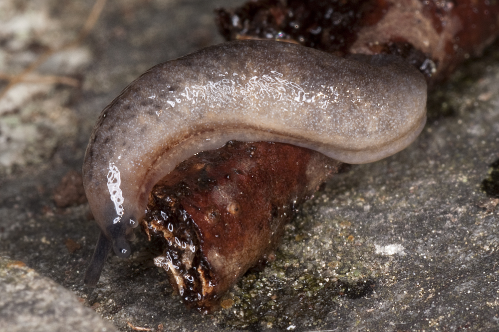 Land Snails and Slugs of Pennsylvania and New York: Pallifera ohioensis ...