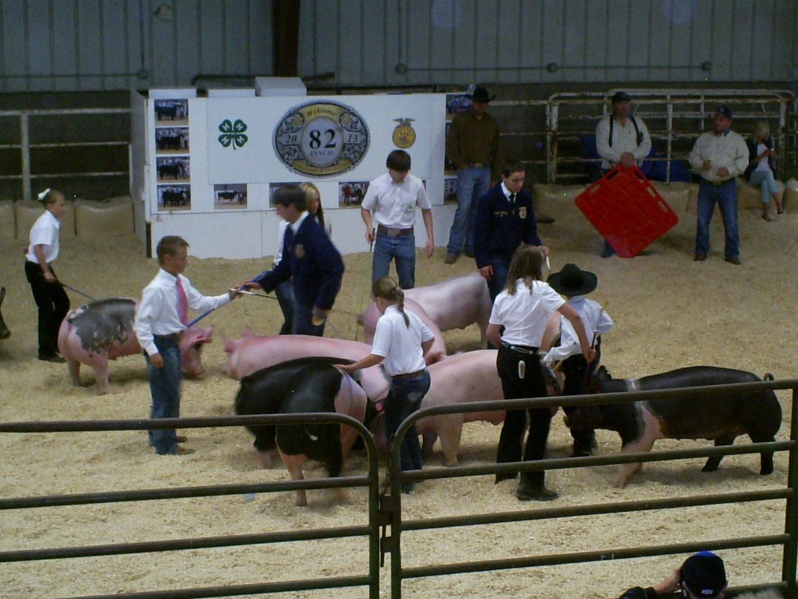 THE BUTLERS: Trey's stock show pig