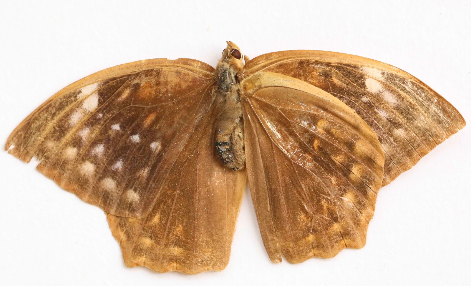 Butterflies of Vietnam: 159. Discophora sondaica (The Common Duffer)