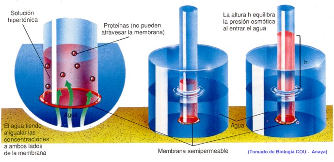 BIOLOGÍA 3º SECUNDARIA: Osmosis y presión osmótica