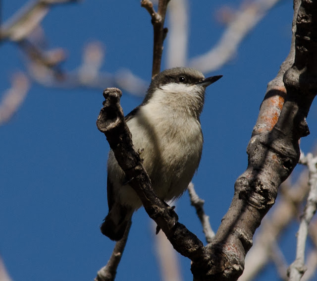 Gordon's Birding Adventures: The Views of Blues Above the Rim - 18 ...