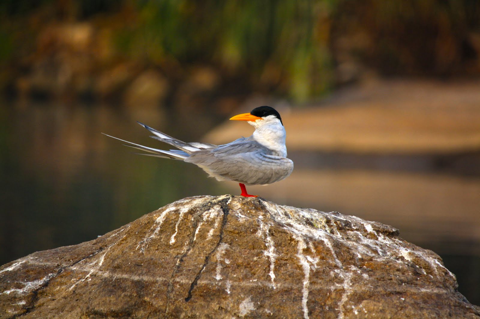 Pictures Do Speak: Ranganathittu Bird Sanchuary, Karnataka, India