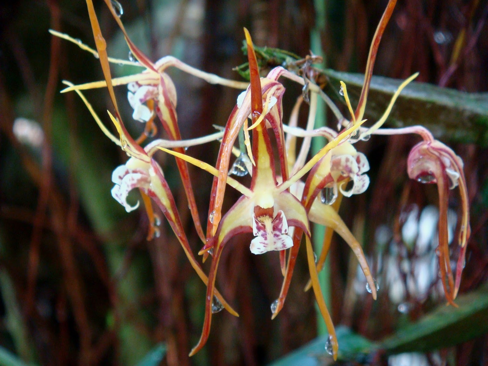 Dendrobium tetragonum care and culture | Travaldo's blog