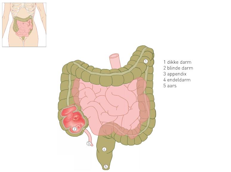Spijsverteringsstelsel: Hoofdstuk 3: het spijsverteringsstelsel