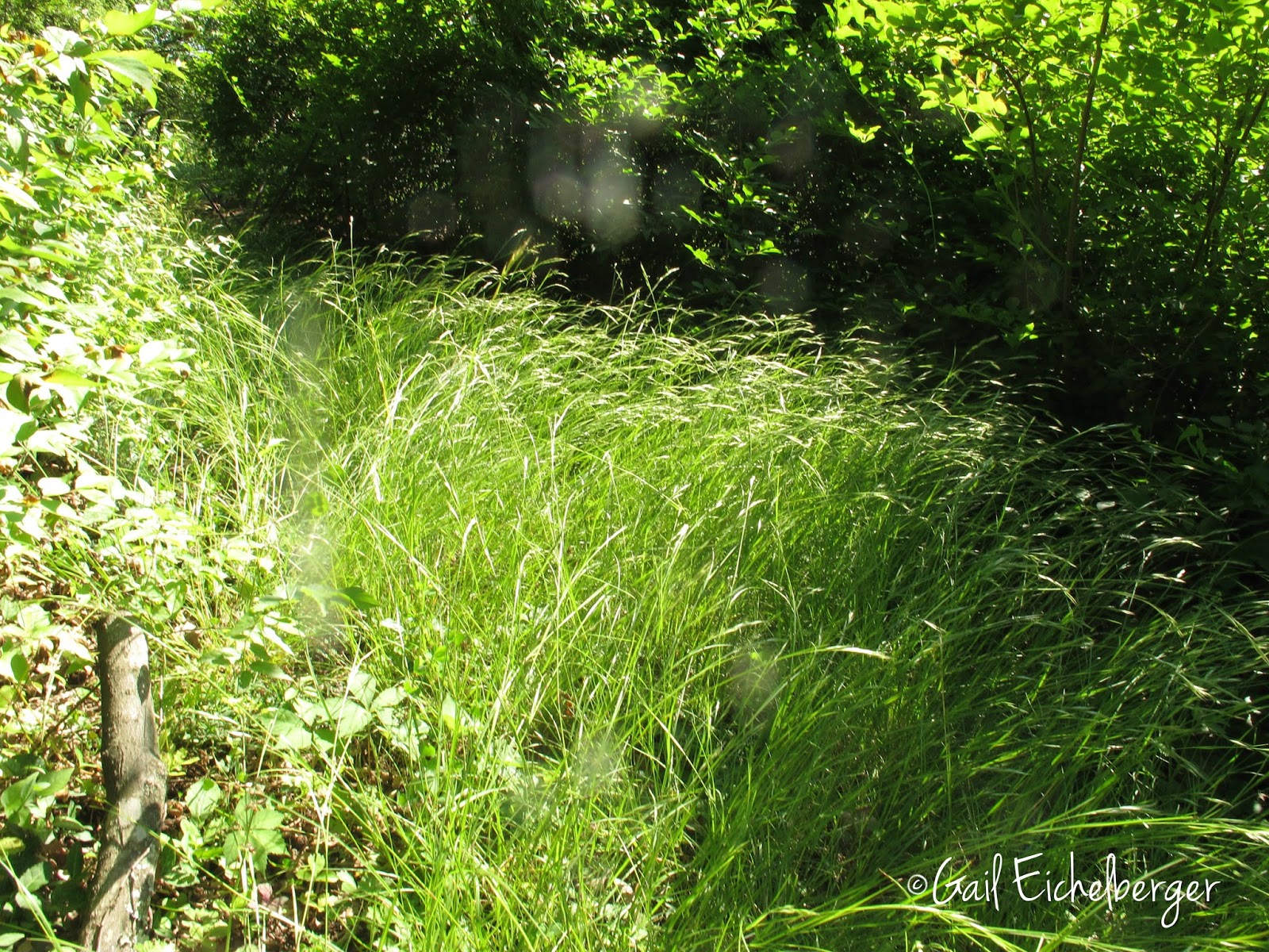 clay and limestone: Wildflower Wednesday: A Cool, Cool Season Native ...