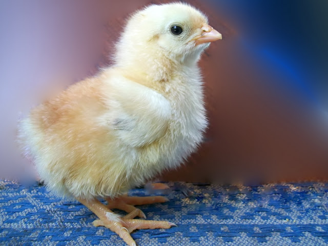 Pollito lindo - Imagui