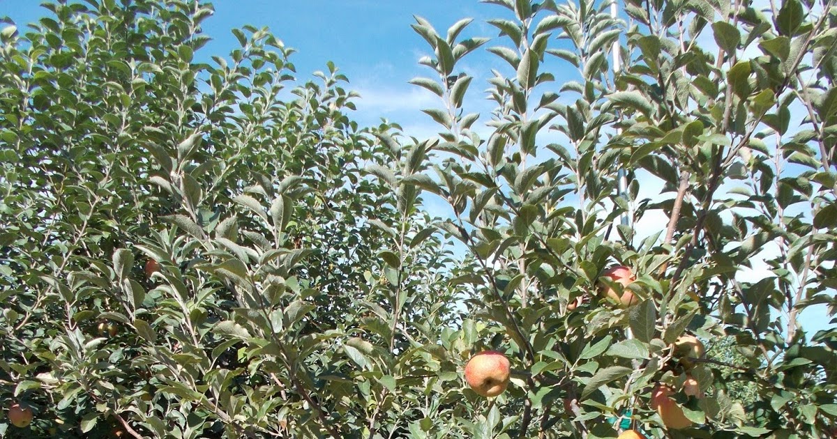 Brenda's Berries & Orchards: Still Harvesting Early Apples & Asian Pears