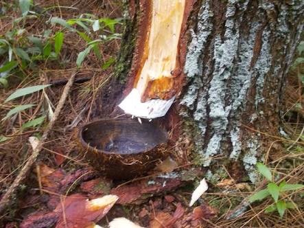 16+ Konsep Penting GETAH Pohon Pinus