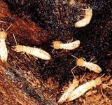 Alco Pest Control: NJ Termite Removal