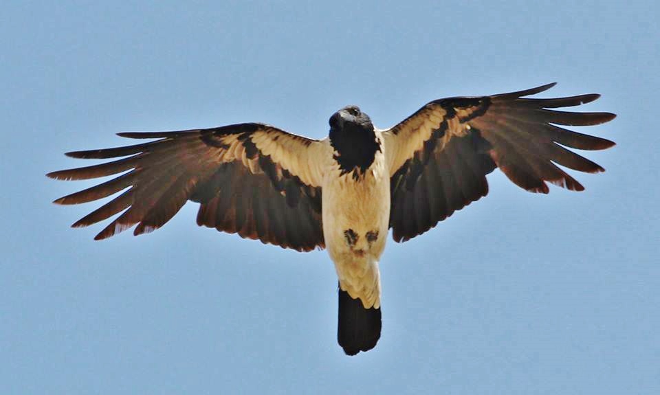 Biodiversity of Cyprus by NGO Protection of the Natural Heritage and ...