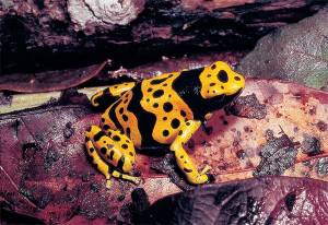 parque nacional Canaima