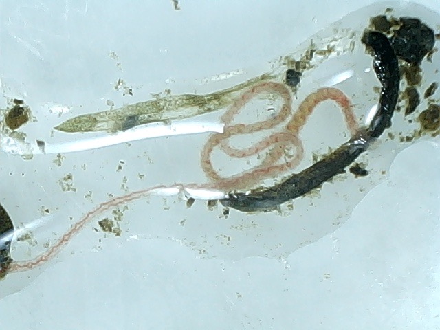 Springfield Plateau: Aquatic Worms