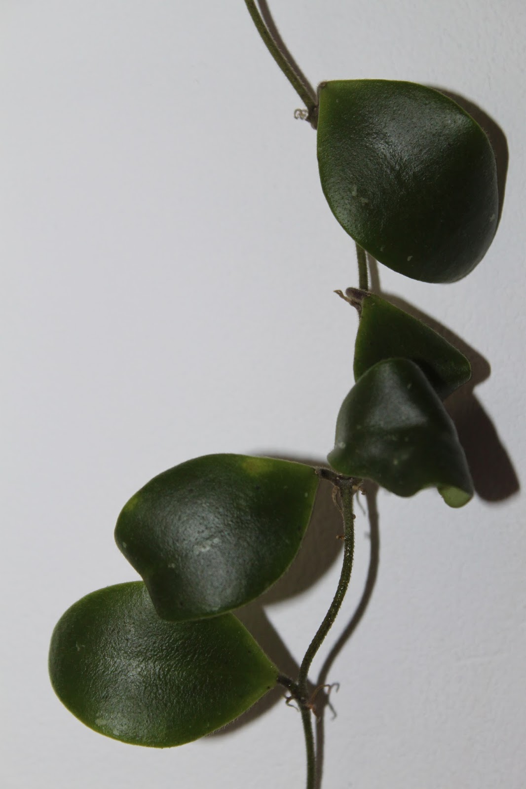 Hoyapassion: Hoya sp. GPS 7-35 = Hoya isabelchanae