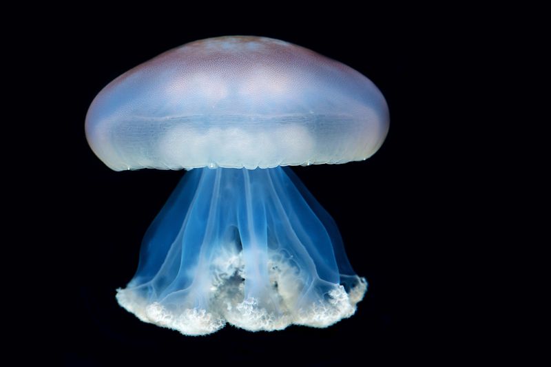 Rare Jellyfish