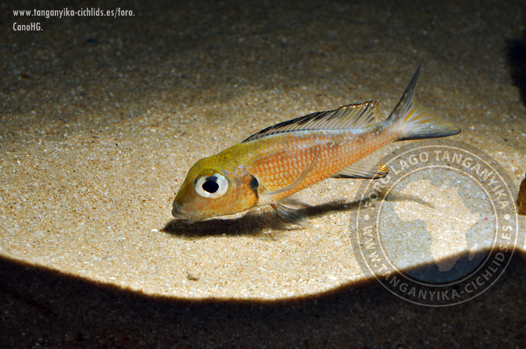 Aquatic: Callochromis macrops Ndole, (Cíclido del Lago Tanganyika)