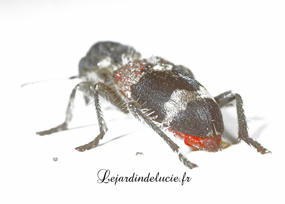 Clerus mutillarius, un Clairon utile et mutile.