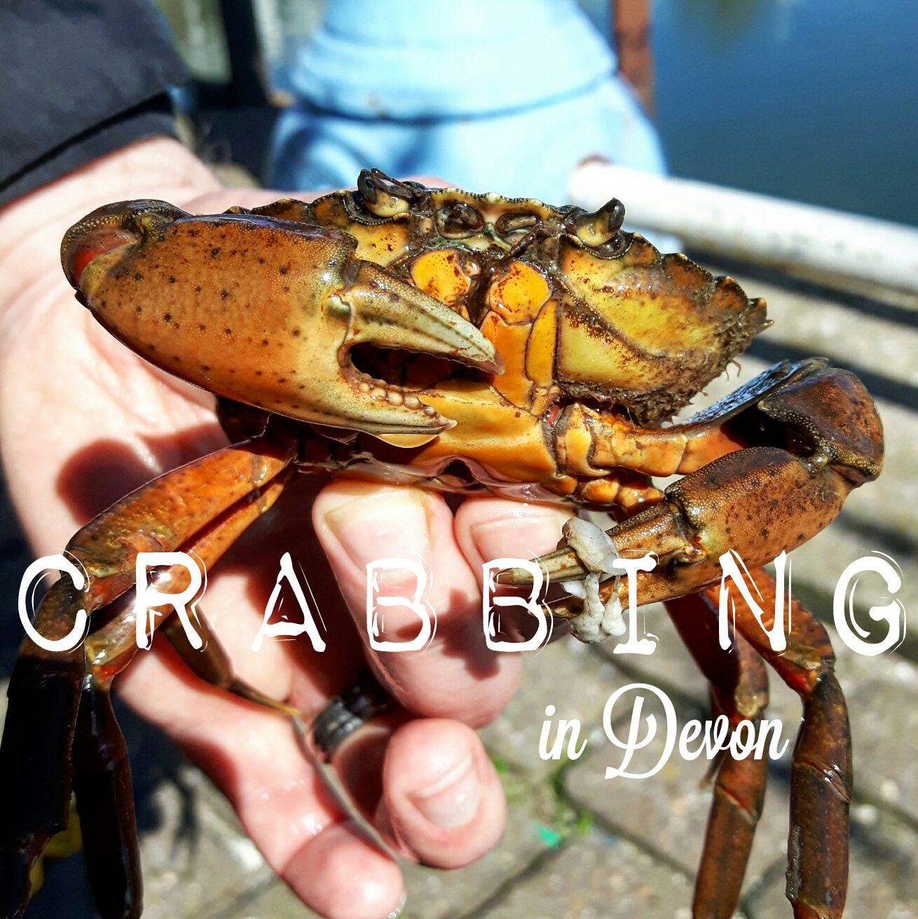 Wafflemama.: Crabbing With The Kids In South Devon