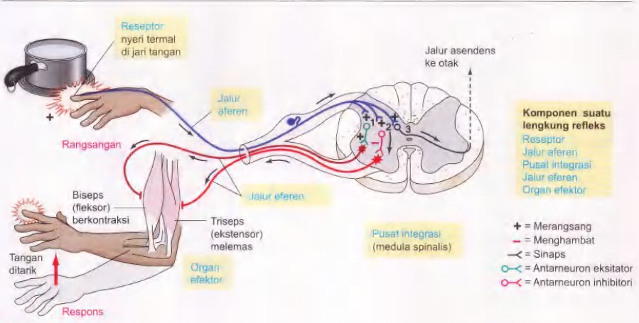 Sistem saraf manusia: Gerak Refleks