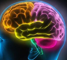 Amazing Facts about Human Brain - BetterHealthFacts.com