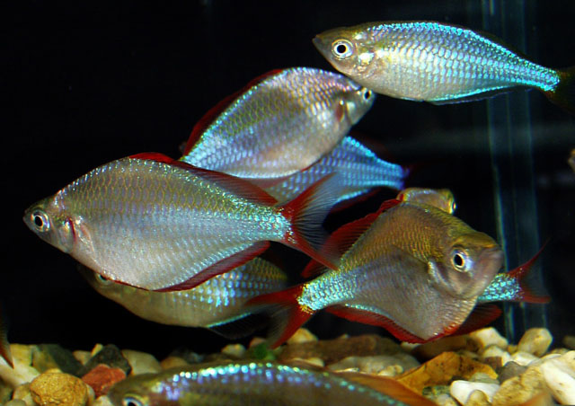 Rainbowfish