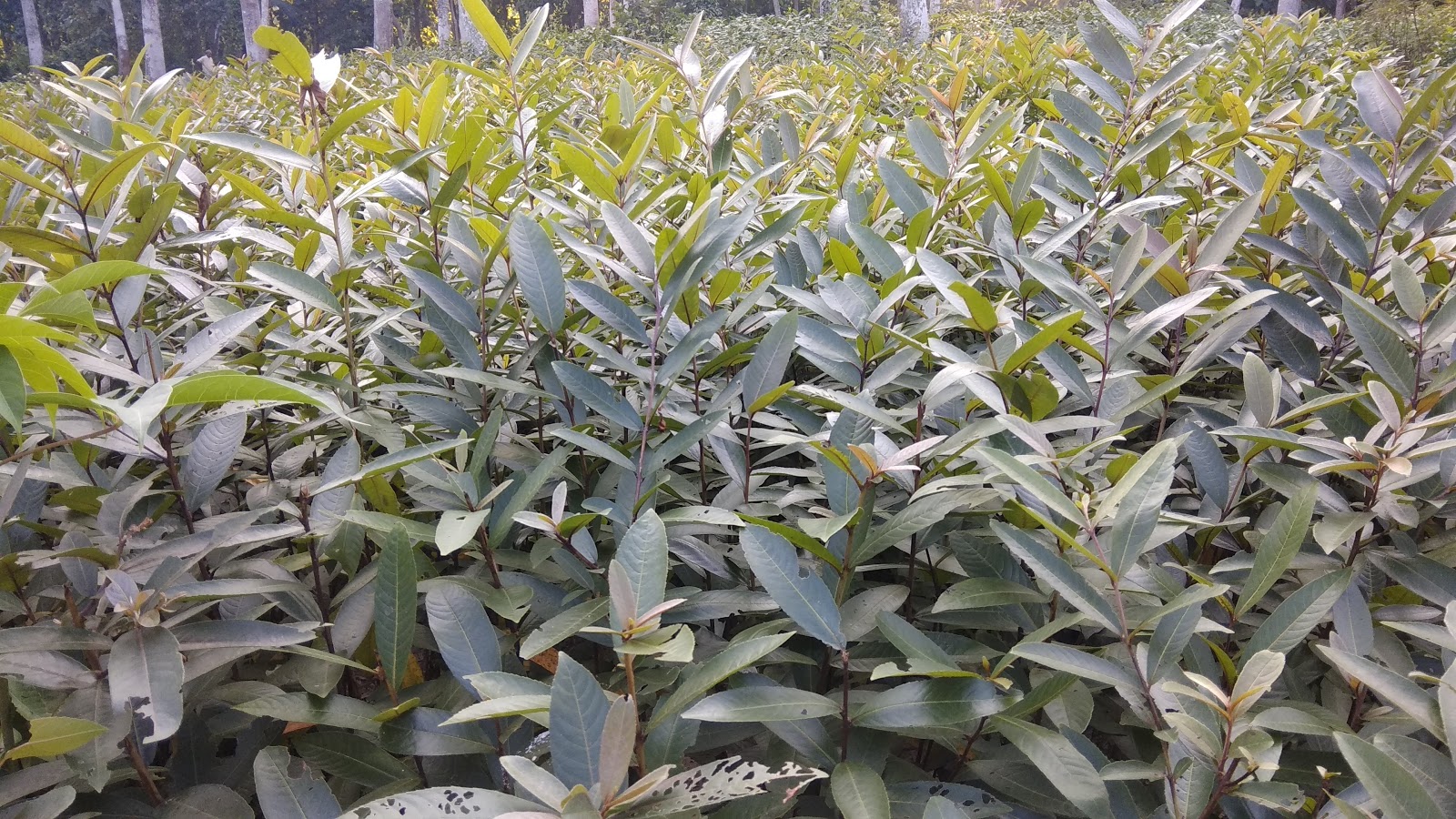 arjun Tree অৰ্জুন গছ ~ Daily Assam