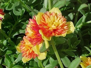 Terkeren 11+ Gambar Macam Bunga Krokot - Gambar Bunga Indah