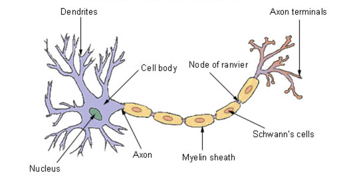 Cara kerja sel saraf ~ ⠀ ~Julius Indra Kusuma~