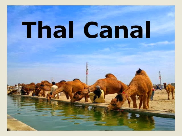 Spreebird: Thal desert