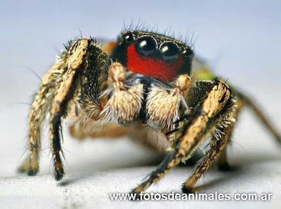 Clase Arachnida: Orden Araneae (arañas, tarántulas)