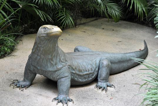 Today with J P Ronan: 7 Foot Nile Monitor Lizards in Florida