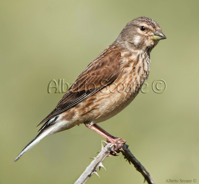 Alberto Seoane Álvarez ©: Pardillo Común