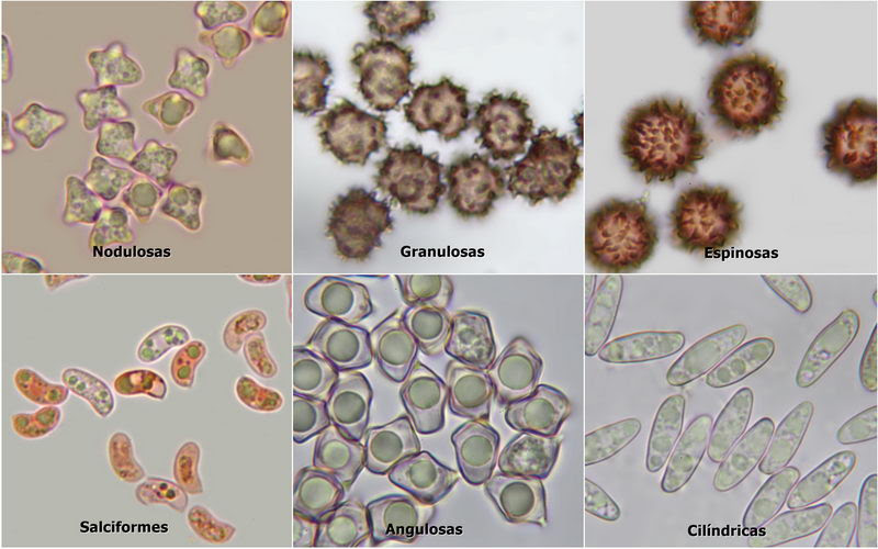 El mundo microscópico de los hongos: Basidiomicetos