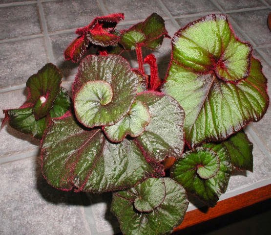 Всё о бегониях и не только...: Begonia rex 'Curly Fireflush' и Begonia ...