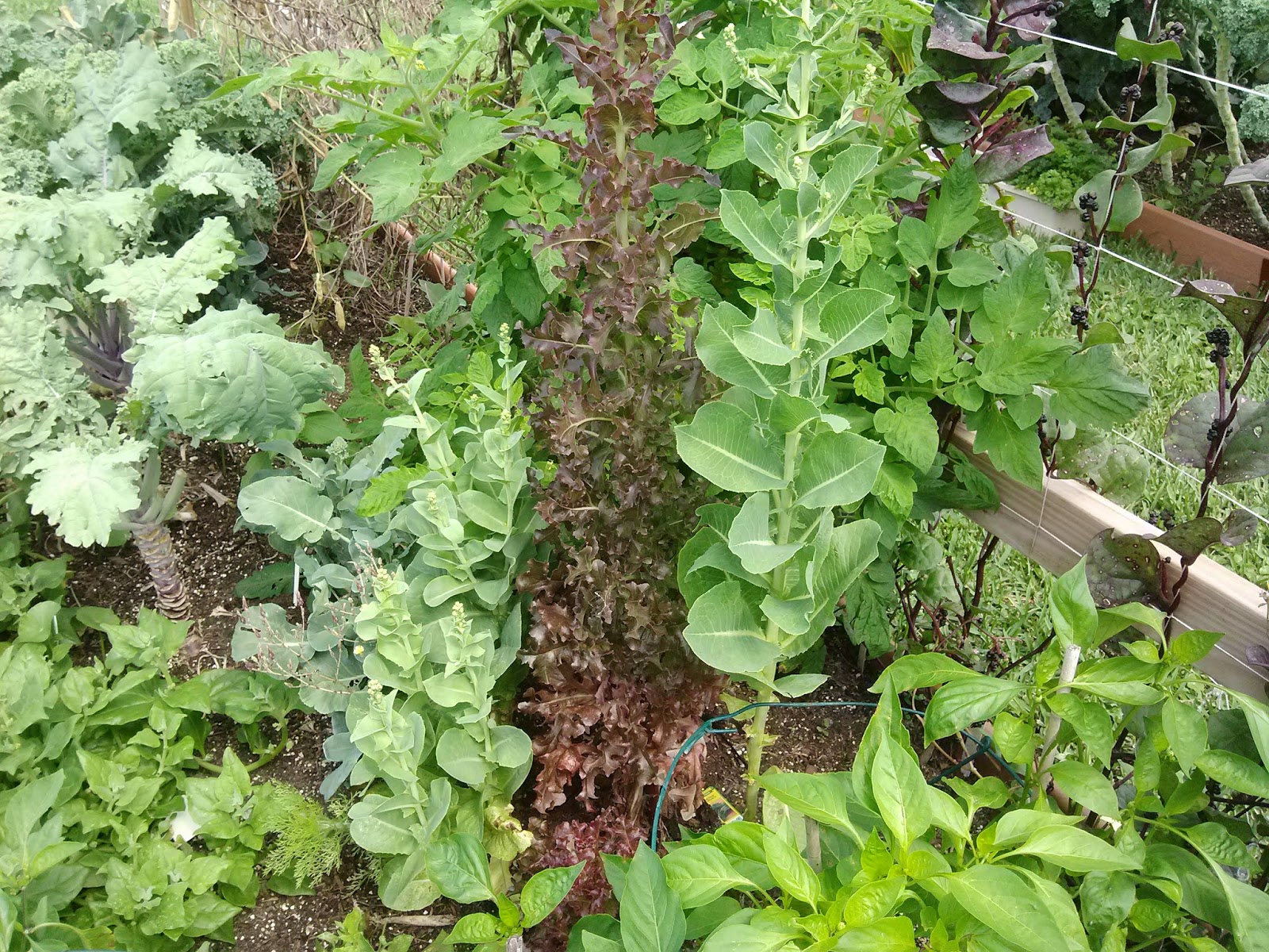 Gourmet Cuisines Private Chef