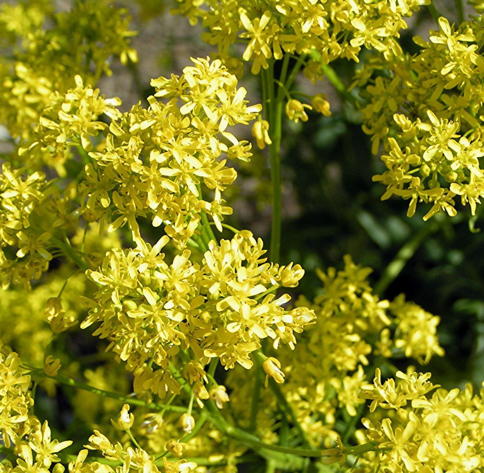 Moto Club les Alouèdes: Alouède, la waide...