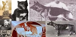 Nuestras amigas las mascotas: PERROS FAMOSOS A LO LARGO DE LA HISTORIA