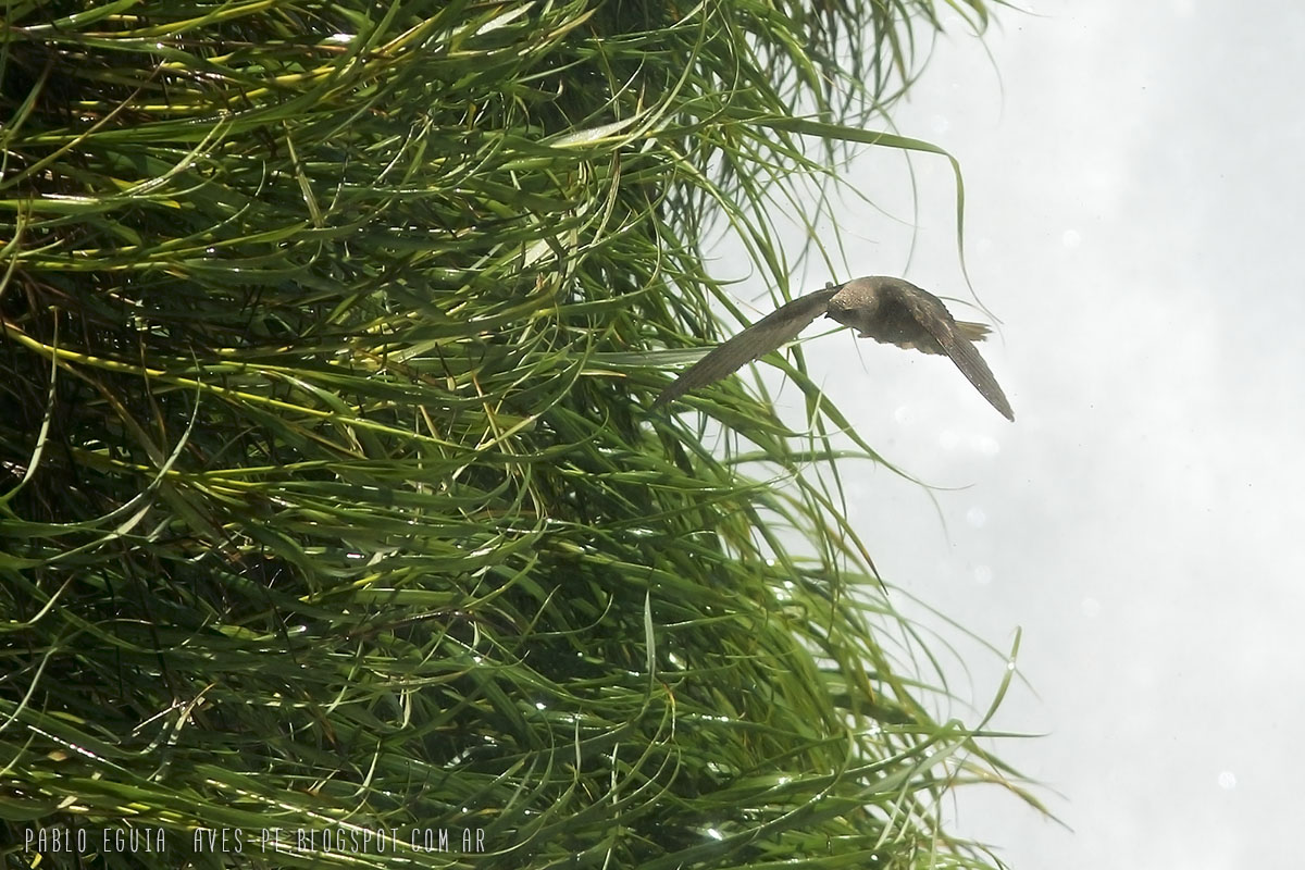 mis fotos de aves: Cypseloides senex Vencejo de Cascada Great Dusky Swift