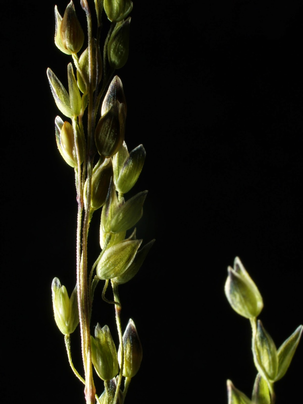 Gramíneas del Duero: Milium (Pooideae)