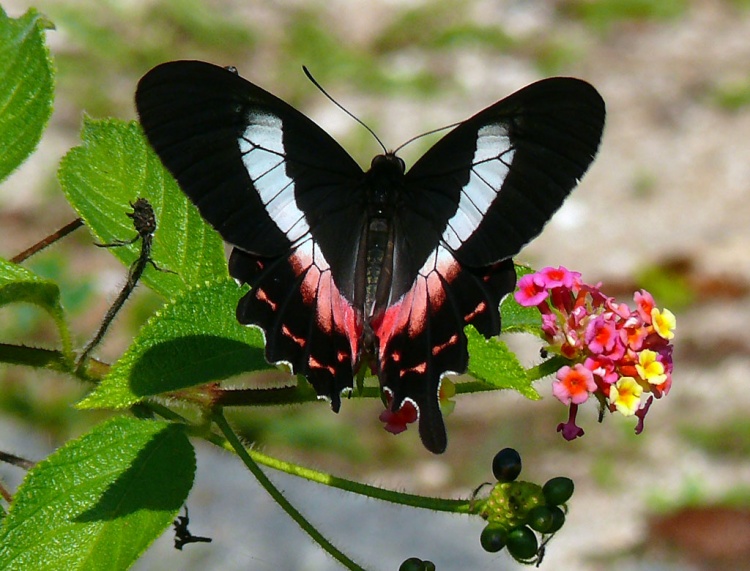 Borboletário: Relatório mostra que número de borboletas que vivem em ...