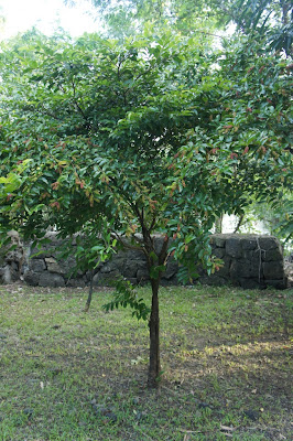 OUR PHILIPPINE TREES: The Miniature Bignay