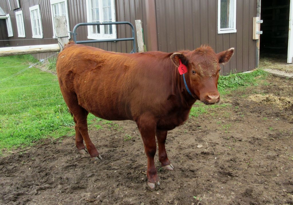Windswept Adventure: Red Poll Cattle Photo Album