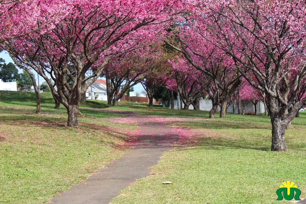 Luzita Levy - Social: O Parque do Lago em Guarapuava - PR está florido