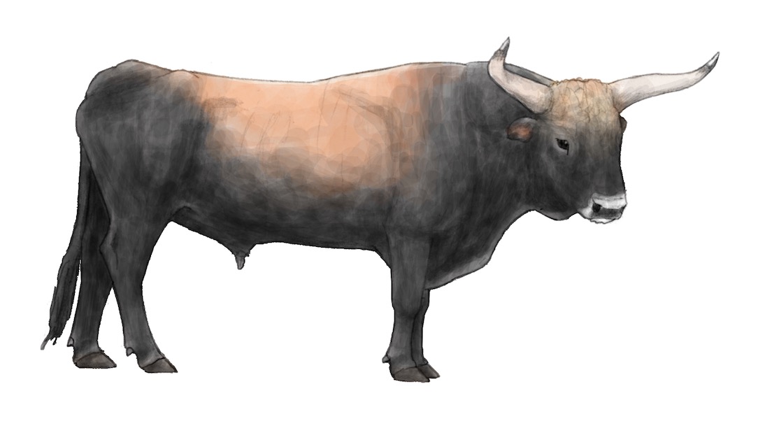 The Breeding-back Blog: News from the Auerrindprojekt, Germany