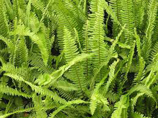 arbustosensevilla-encinarosa: Helechos - Pteridium aquilinum / Helecho ...