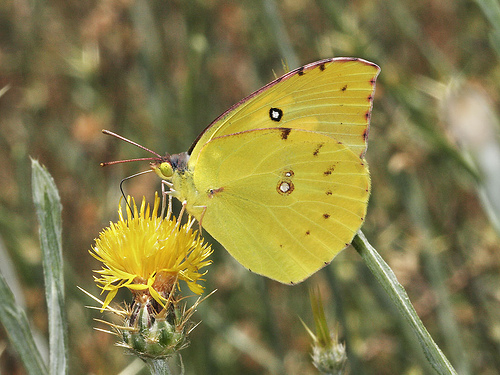 California Dogface ~ Butterfly of The Earth