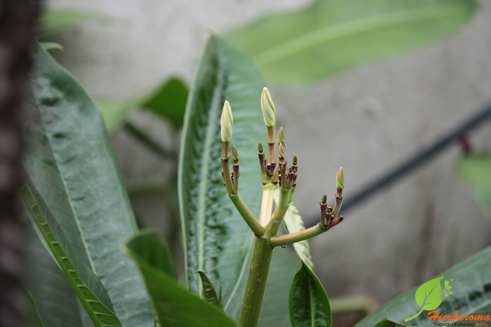 Finca Hierbaroma: Flores de sacuanjoche